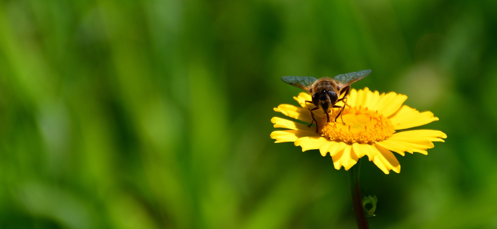 Pollinators and Pesticides | National Caucus of Environmental Legislators