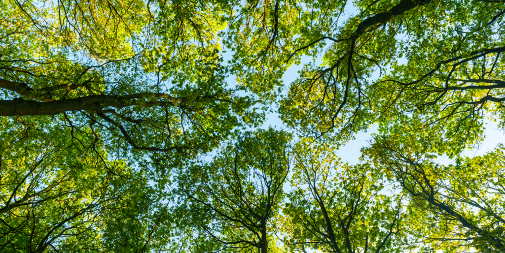 Green Amendment Day — an Annual Call to Honor the Right to a Clean ...